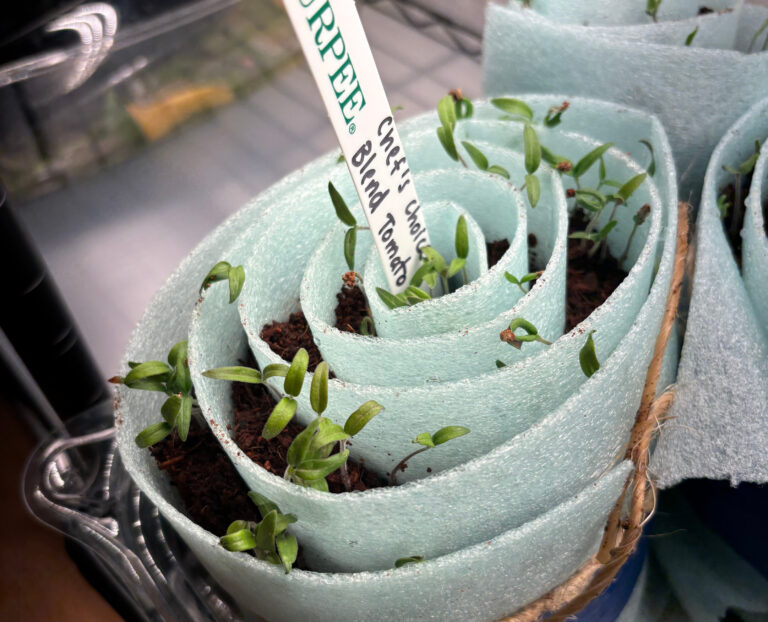Snail Seed Starting – Keep Carroll Beautiful